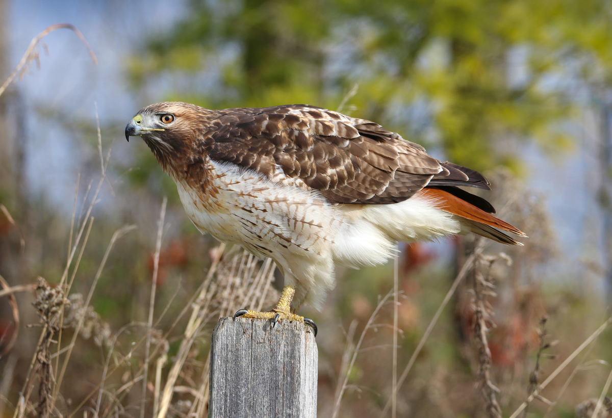 Sponsor a Patient - Red-tailed Hawk | RAPTOR Inc.